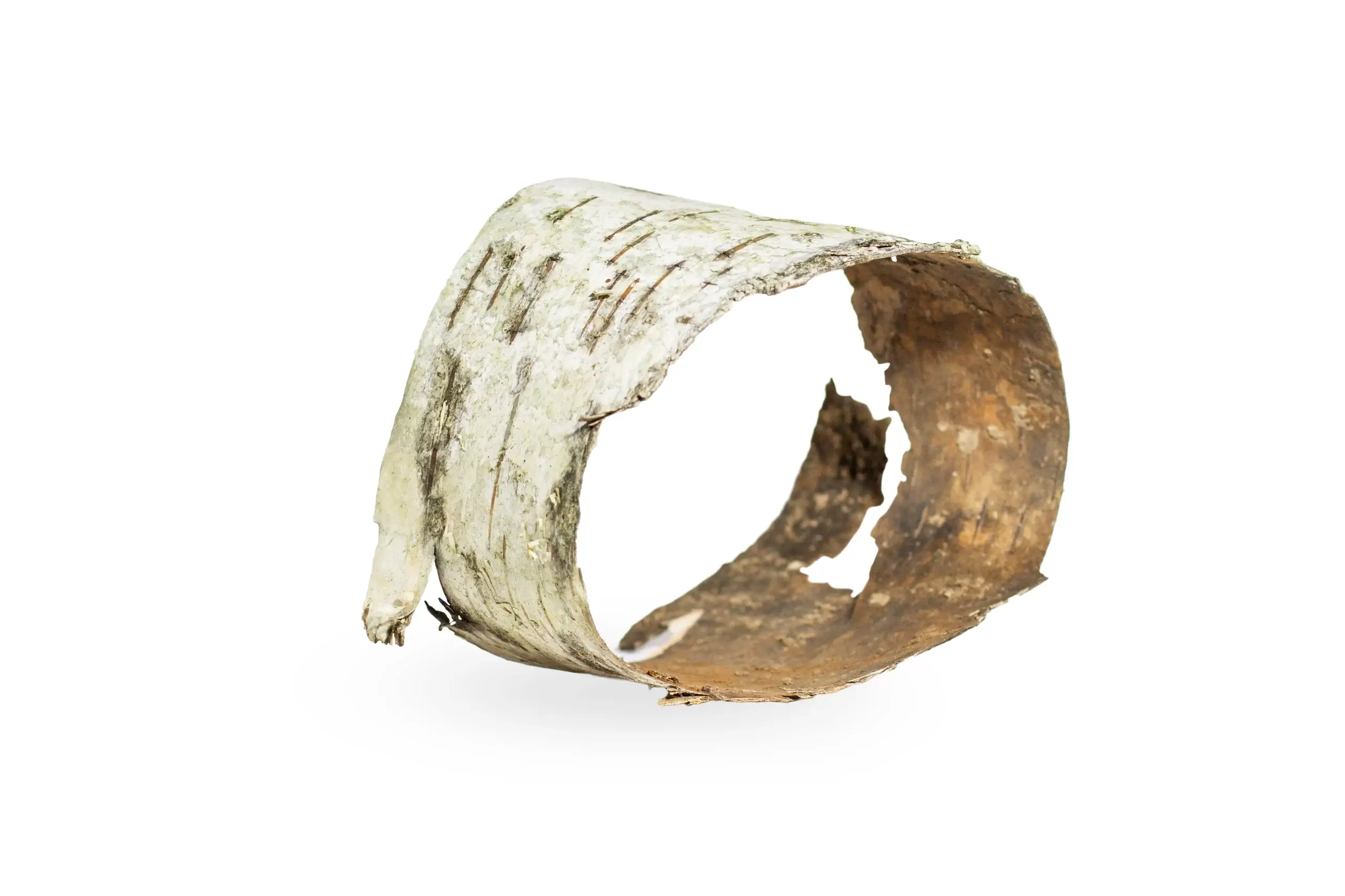 Birch Bark Extract Enhanced Wound Healing with Birchula™